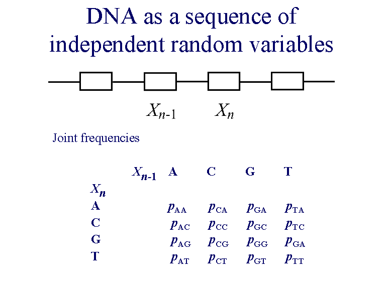 DNA as a sequence of independent random variables