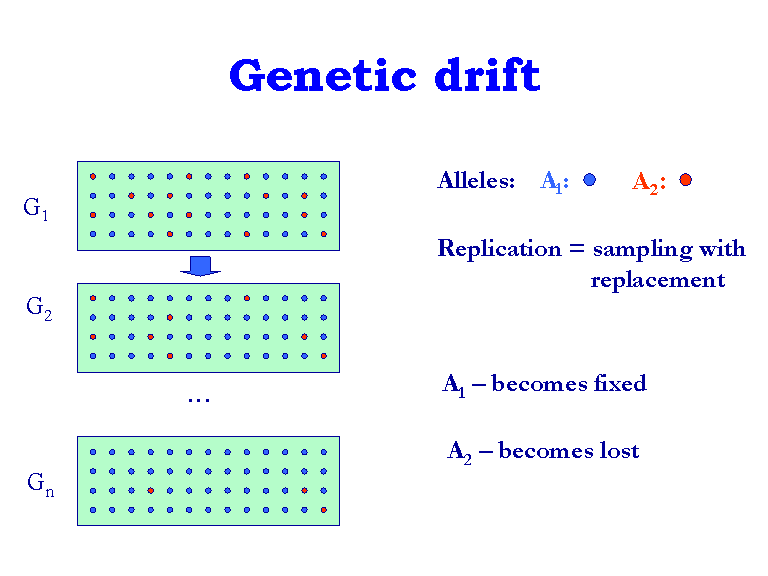 Genetic drift