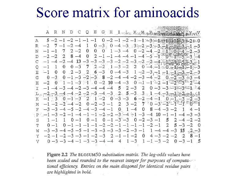 Score matrix for aminoacids